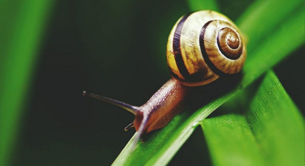La reproduction des escargots